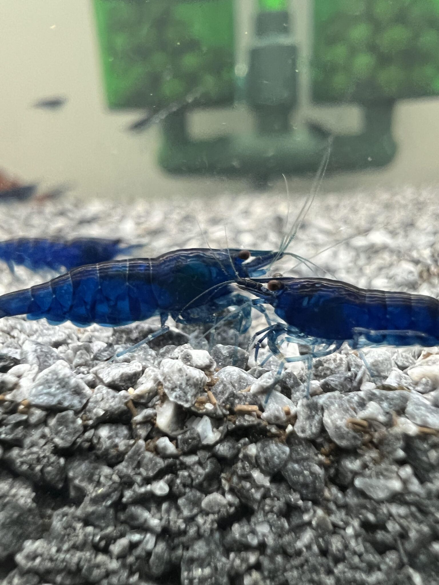 Neocaridina - Blue Diamonds a.k.a. Ocean Blues